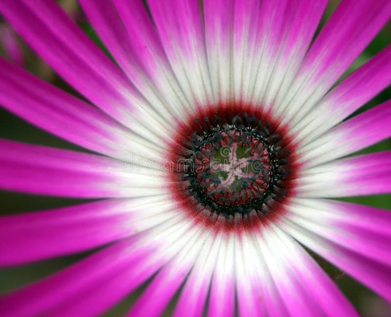 Purple Concentric Flower Center. Mandala Kaleidoscopic Design Stock ...