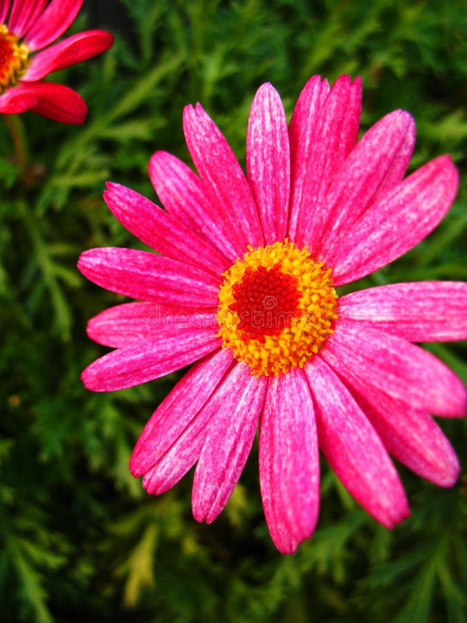 Pink flower stock image. Image of contrast, flower, petals - 1835449