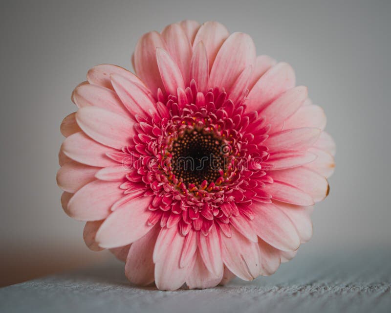 A pink flower stock image. Image of pino, daisy, bouquet - 217773769