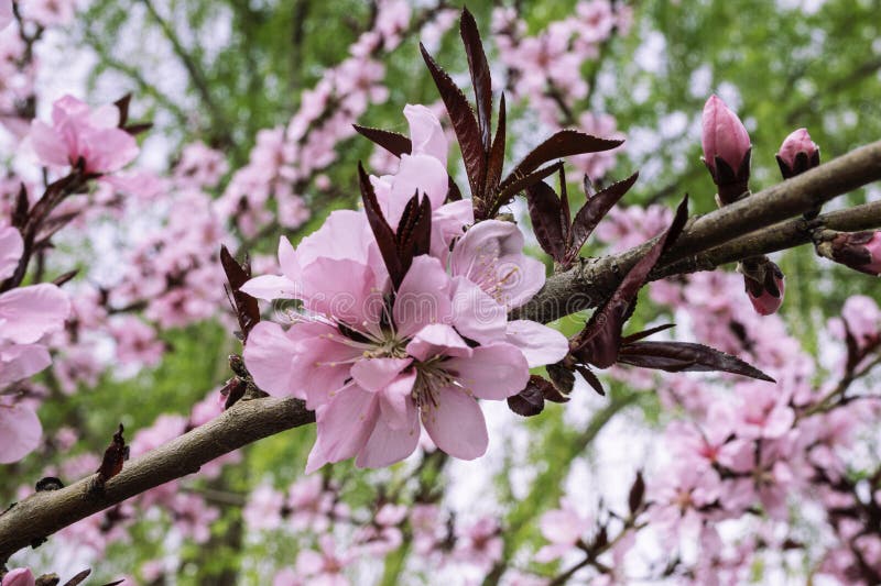 The smell of spring stock image. Image of pink, warmth - 314921431