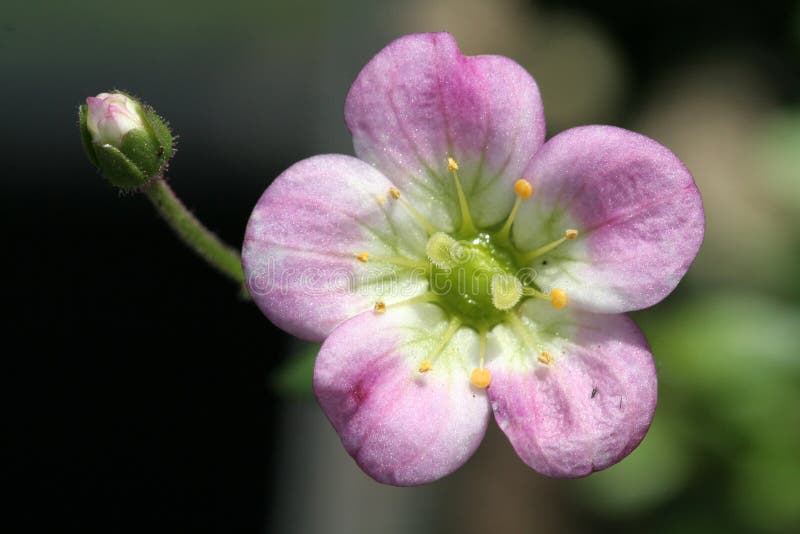 Primrose Flower and Bud (primula Vulgaris) Stock Photo - Image of ...