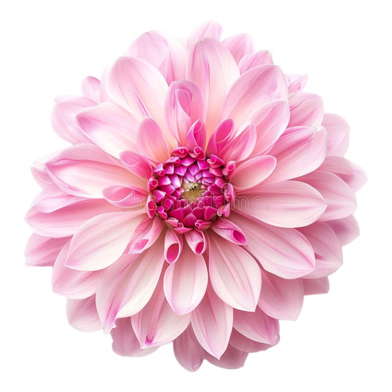 Pink Flower from Above on Transparent Background Stock Illustration ...