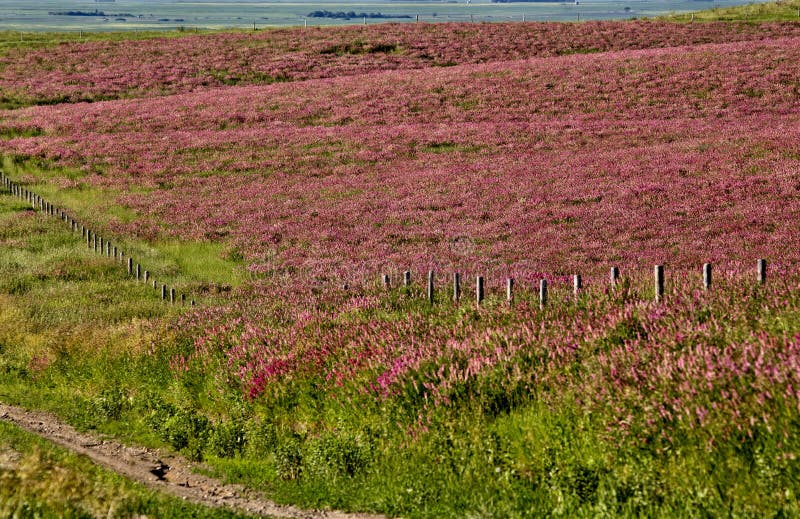 Pink flower alfalfa stock photo. Image of groundcover - 35496096
