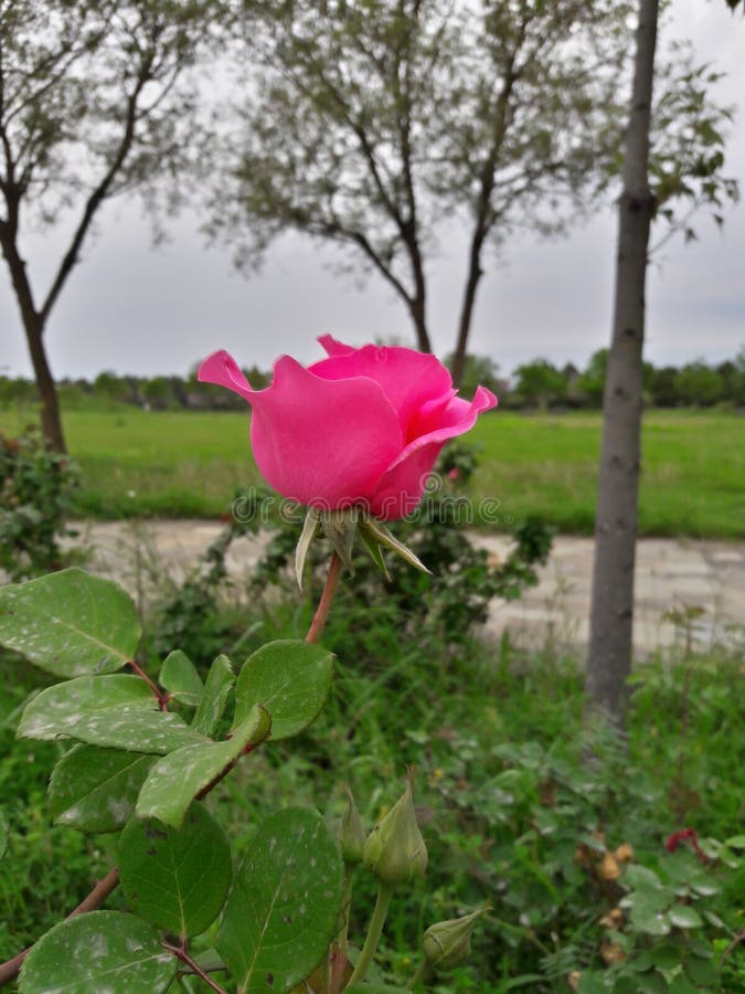 Pink Flower stock image. Image of beautiful, flower, alone - 96439473