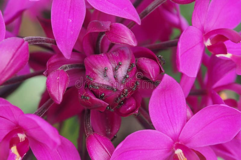 Pink Flower with an Ant Infestation Stock Photo - Image of animal ...