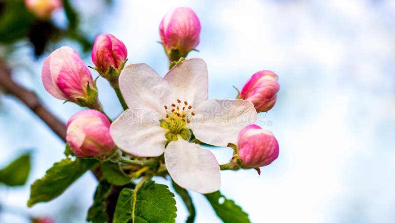 Flower of Apple with Buds Close Up in the Rays of the Sun_ Stock Image ...