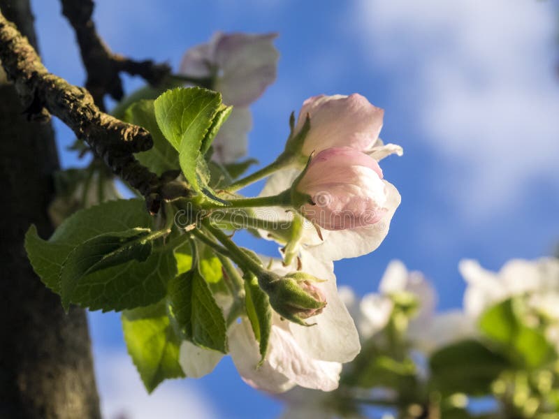 Pink Flower of Apple Tree at Spring Stock Image - Image of delicate ...