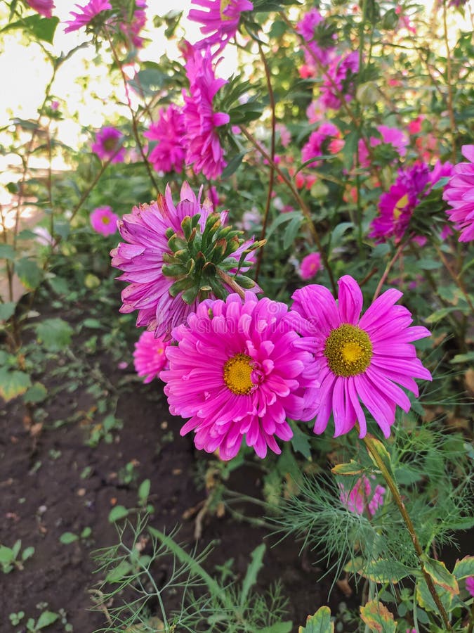 Pink flower of an aster stock photo. Image of floral - 197183670