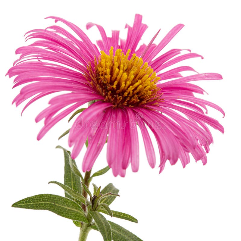 Pink Flower of Aster, Isolated on White Background Stock Image - Image ...