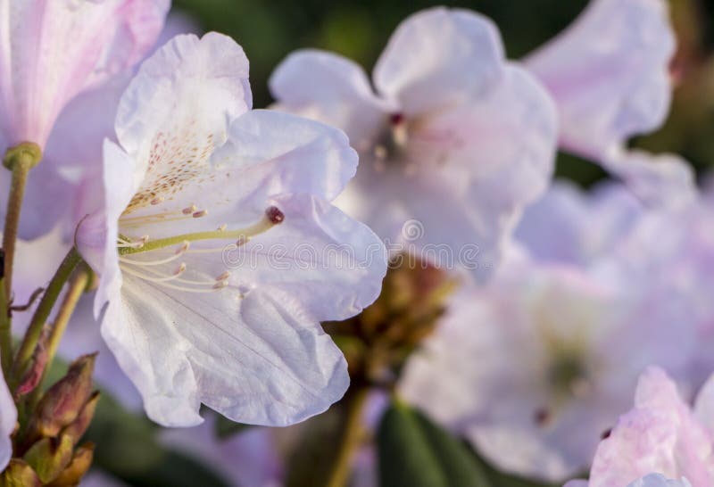 Pink Flower of Azaleas, Close-up, Can See the Tips of Stamens Stock ...