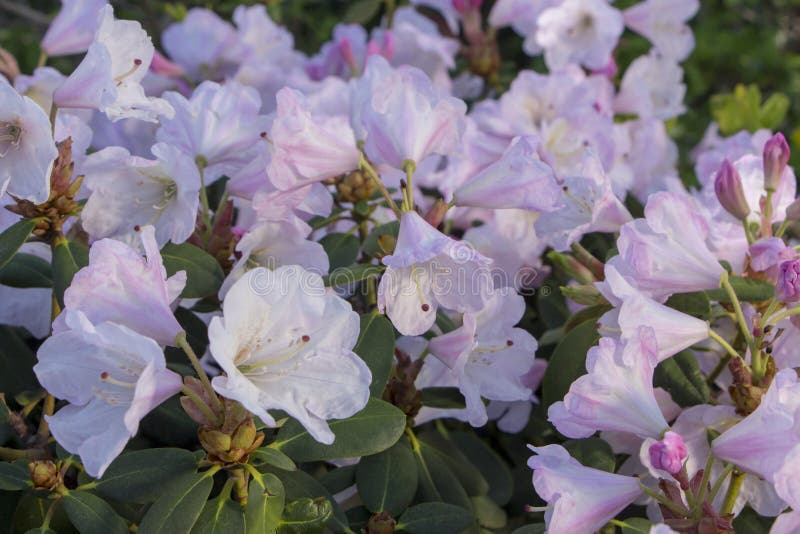 Pink Flower of Azaleas, Close-up, Can See the Tips of Stamens Stock ...