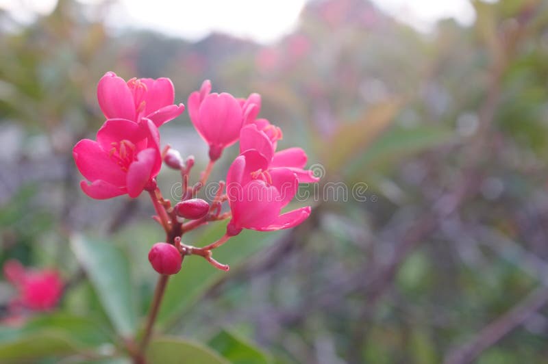Pink flower. stock photo. Image of love, bright, pink - 60856136