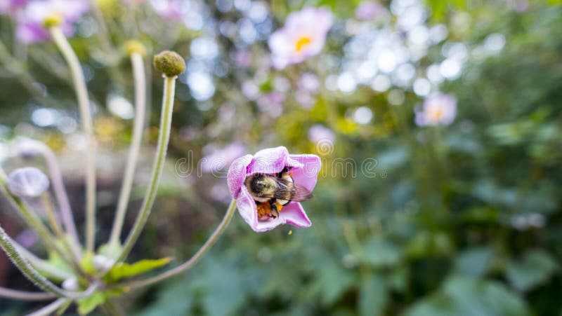 Bumble Bee Inside a Half Opened Flower Stock Photo - Image of black ...