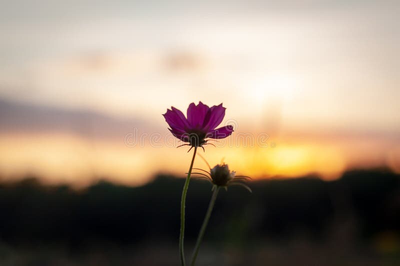 Pink Flower in the Backlight, Against the Backdrop of a Sunset Sky ...