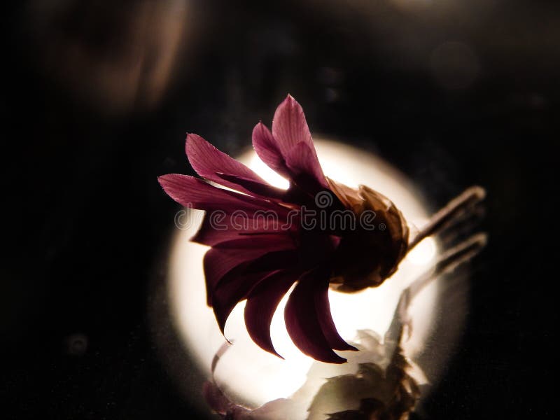 Pink flower with backlight stock photo. Image of pink - 112956628