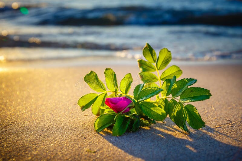 Pink flower on the beach stock image. Image of beach - 121004027