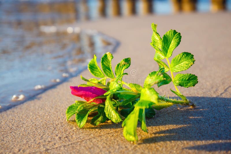 Pink flower on the beach stock photo. Image of beach - 120811616