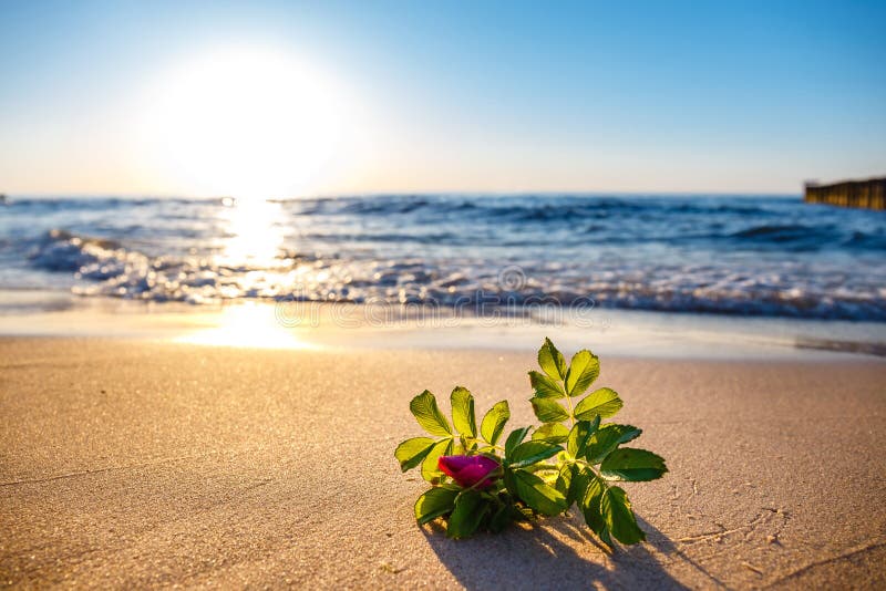Pink flower on the beach stock image. Image of briar - 120939589
