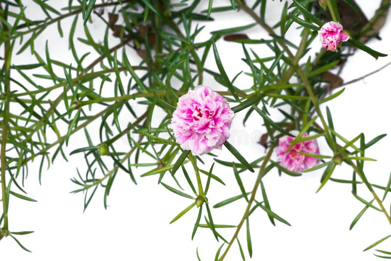 Pink Flower Beautiful Blooming Flower Light Pink on White Background ...
