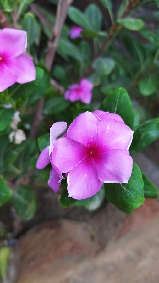 Pink Flower Beautiful Clear Sharp Hd Stock Photo - Image of flower ...