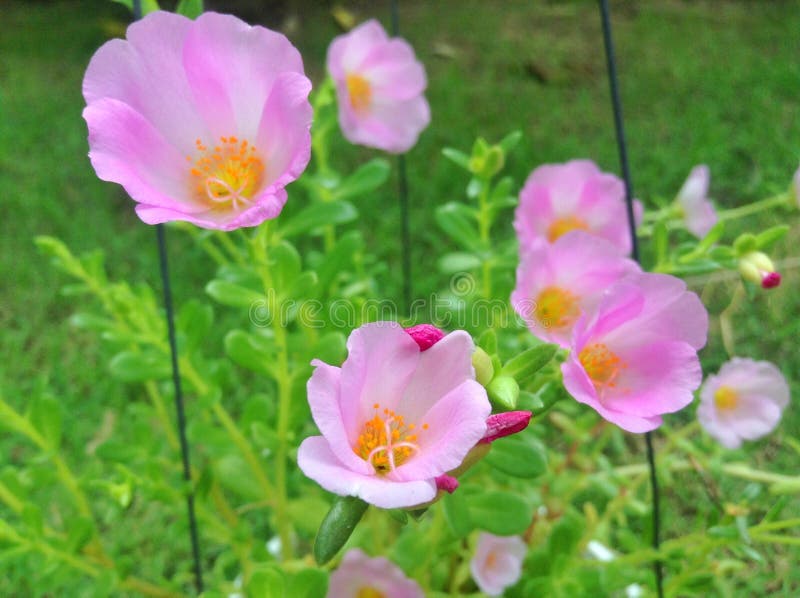 Pink Plower garden stock photo. Image of vase, roses - 19979232