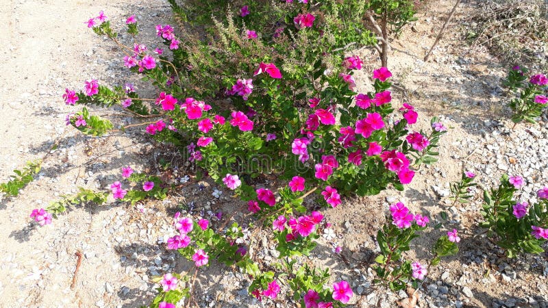 Pink flower stock image. Image of soil, pink, ground - 180276533