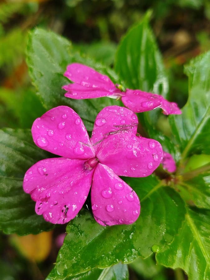 A Pink Flower with Beautiful Water Droplets Around it Stock Photo ...