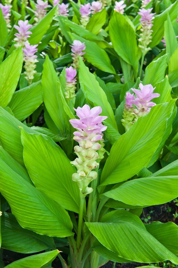 Pink flower stock photo. Image of petal, culture, leaf - 33517066
