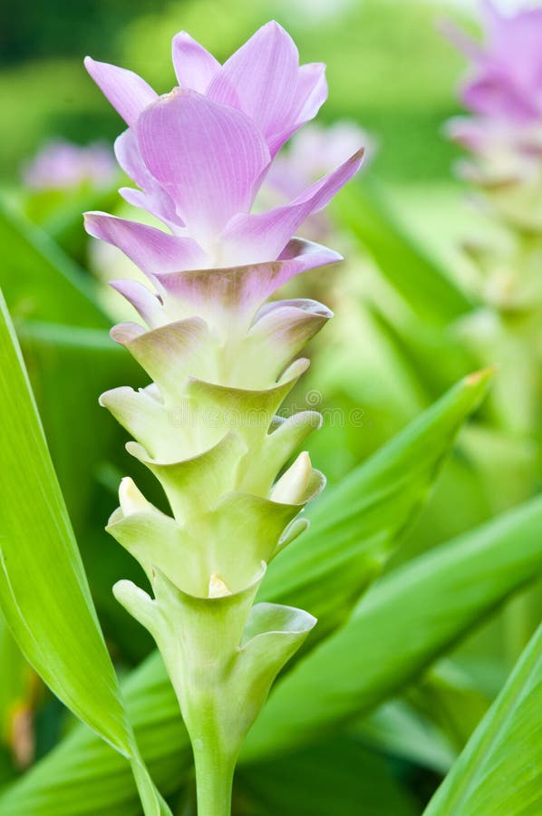 Pink Flower of Biennial Plant Stock Photo - Image of bloom, plant: 33563820