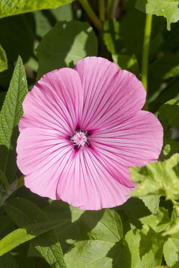 Pink flower stock photo. Image of flower, nature, plant - 31345906