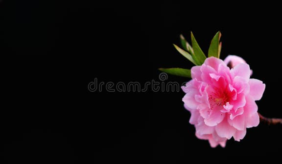 54,527 Single Flower Black Background Stock Photos - Free & Royalty ...