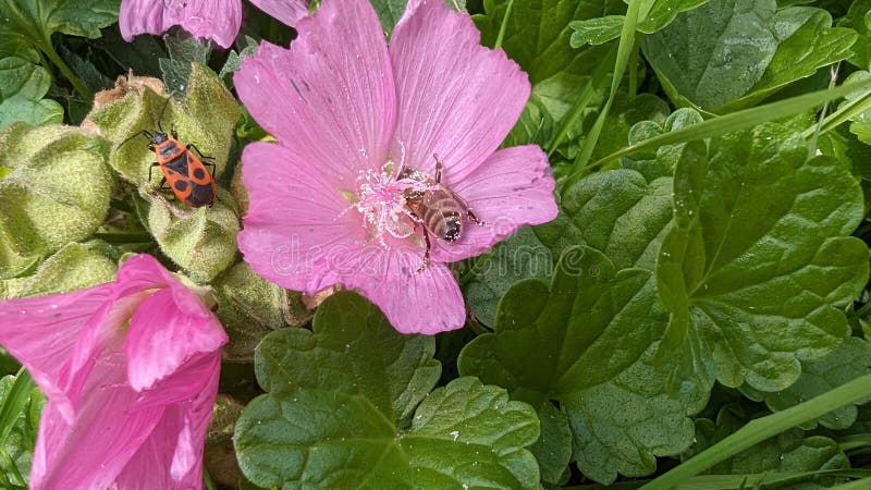A Pink Flower with a Black and Red Bug on it Stock Photo - Image of ...