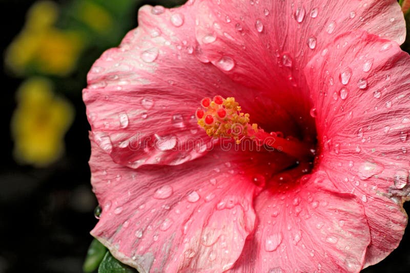 Pink Flower in Bloom with Rain Water on Surface Stock Photo - Image of ...