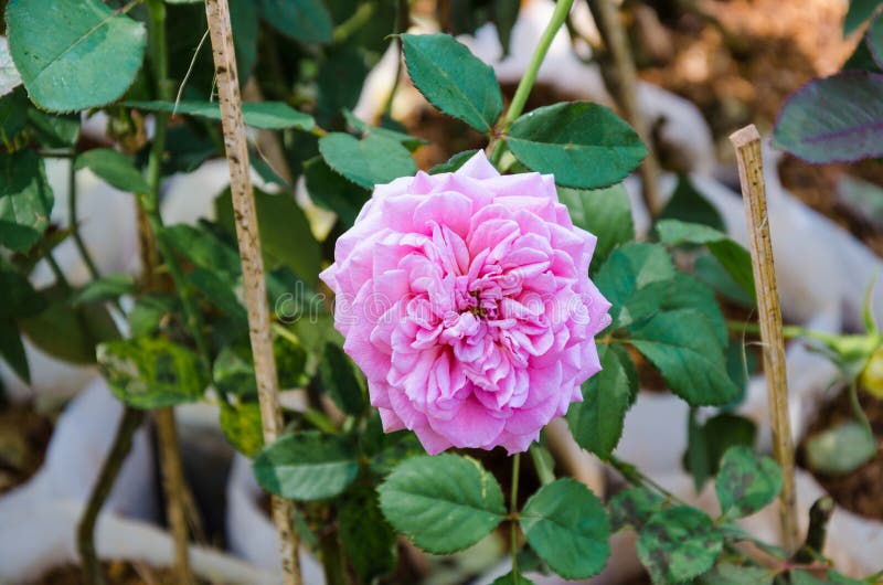 Astrid Flower Stock Photos - Free & Royalty-Free Stock Photos from ...