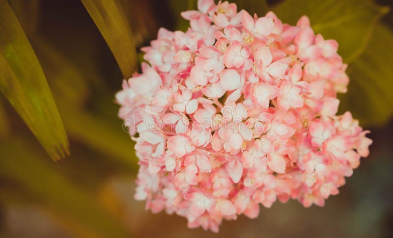 Pink Flower Blooming Vintage Filter Effect Stock Image - Image of pink ...