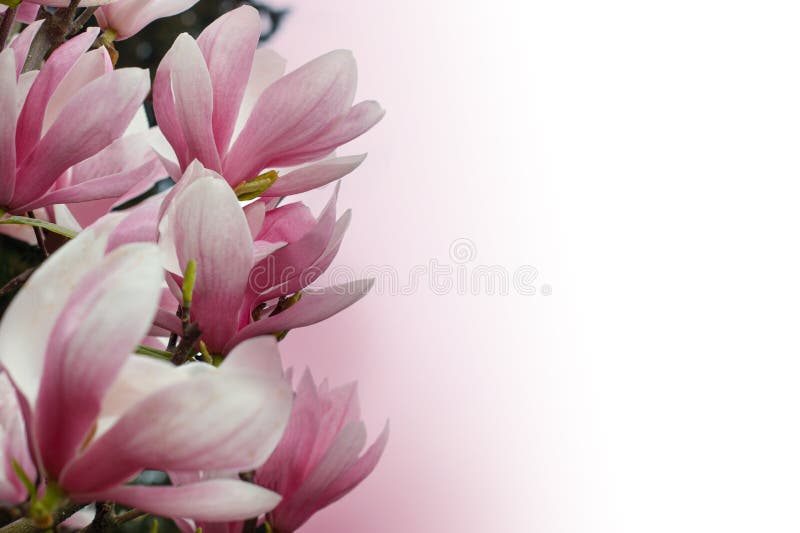 Pink Flower Border. Floral Spring Background Stock Image - Image of ...