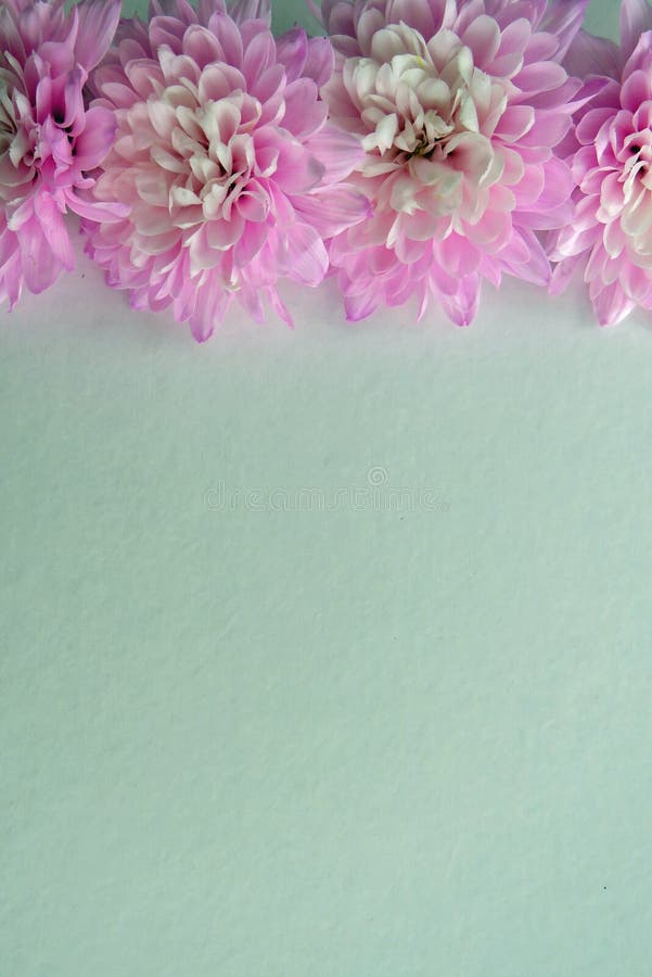 Pink Flower Border on a White Background Stock Image - Image of pink ...