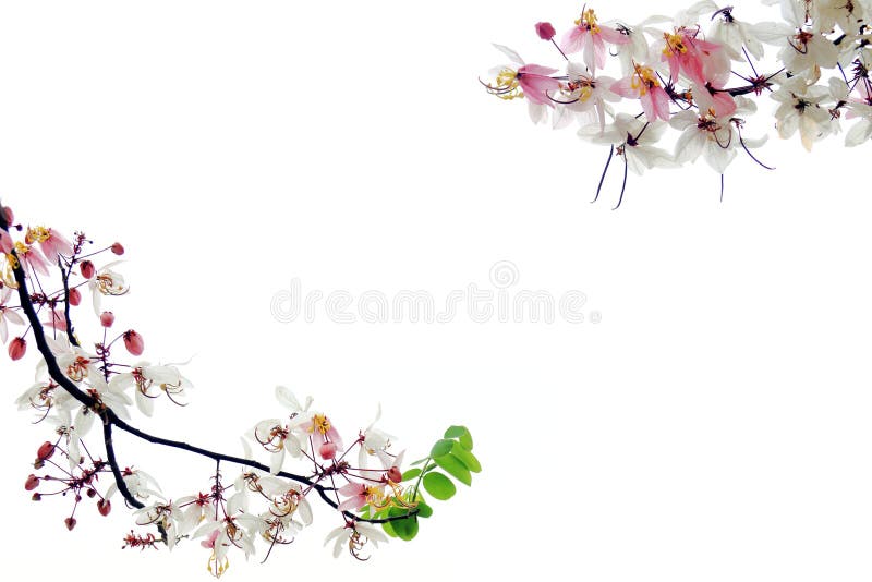 Pink Flower Branch Isolated on White . Stock Photo - Image of blossom ...