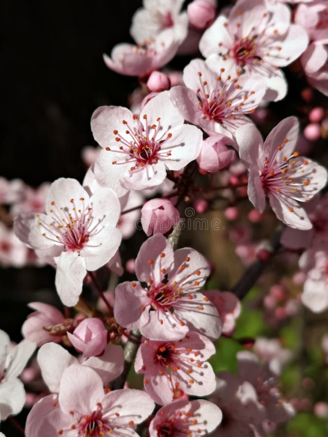 Pink Flower Branch - Springtime Stock Photo - Image of freshness, fresh ...