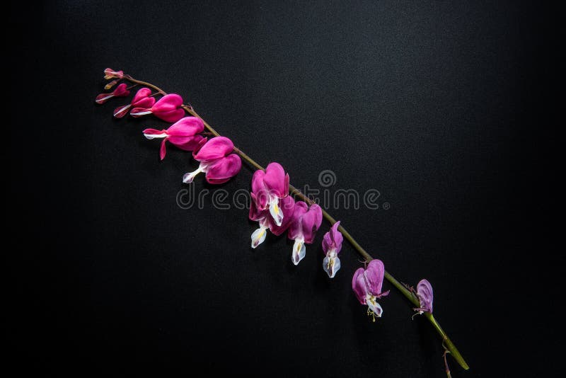 Pink Flower - Broken Heart Flower Stock Image - Image of detail, love ...