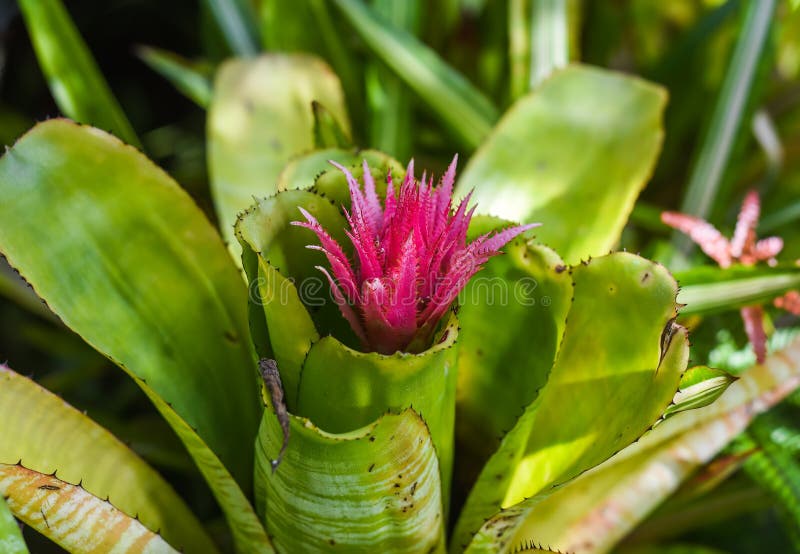 Pink Flower of Bromelia Plant Close Up Stock Photo - Image of branch ...
