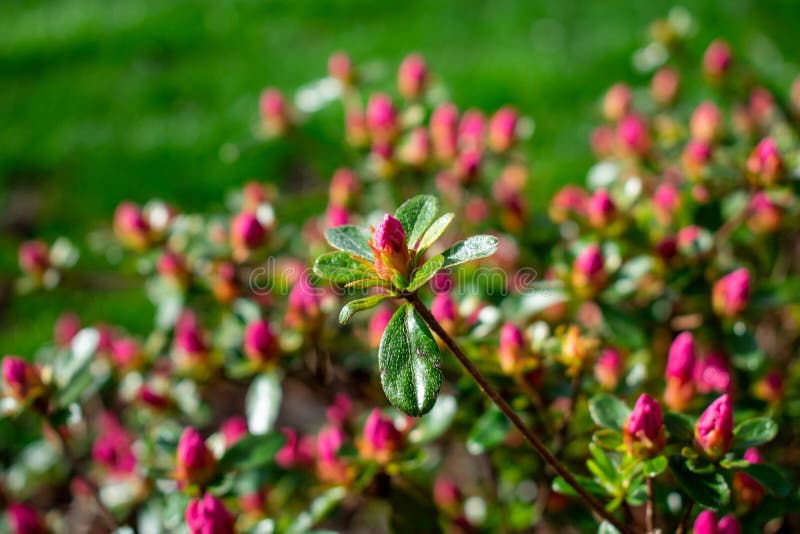 A Pink Flower Bud on a Bush Stock Photo - Image of serene, bloom: 179084544