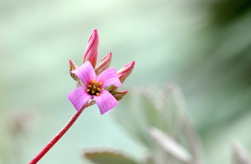 Pink flower stock photo. Image of garden, cacti, yellow - 39006656