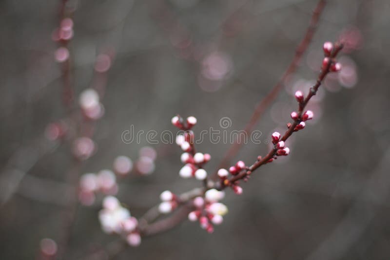 Pink Flower Buds on the Tree Branch Stock Photo - Image of pink, buds ...