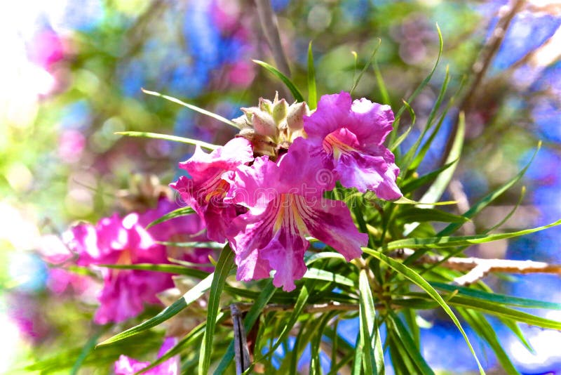 Pink flower bunch stock photo. Image of beautiful, petal - 134819382
