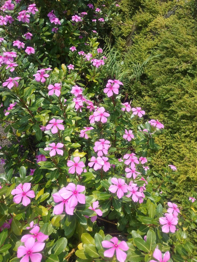 Pink Flower Bunga Geranium stock photo. Image of lawn - 202825966