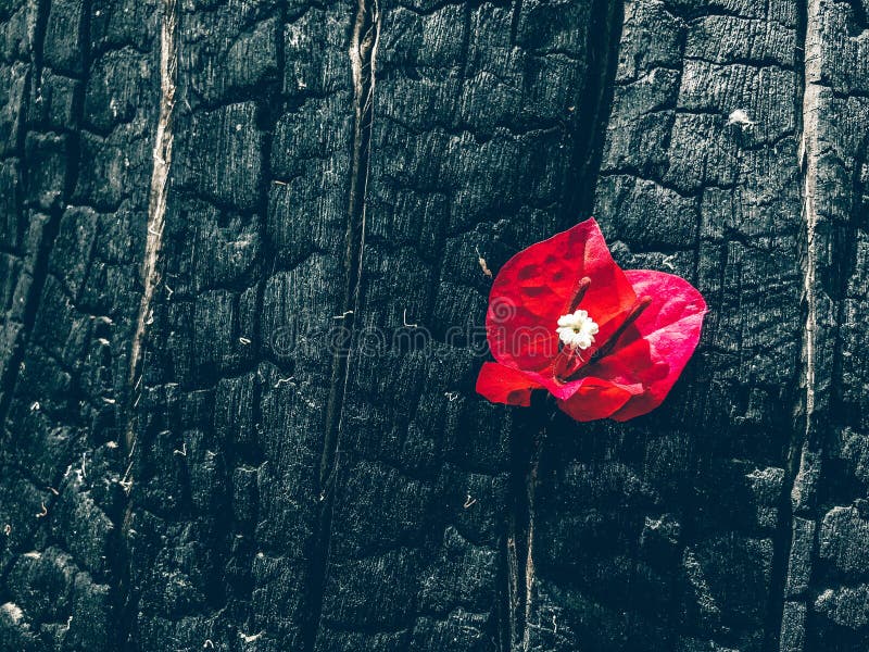 Burnt Flower Stock Photos - Download 1,729 Royalty Free Photos