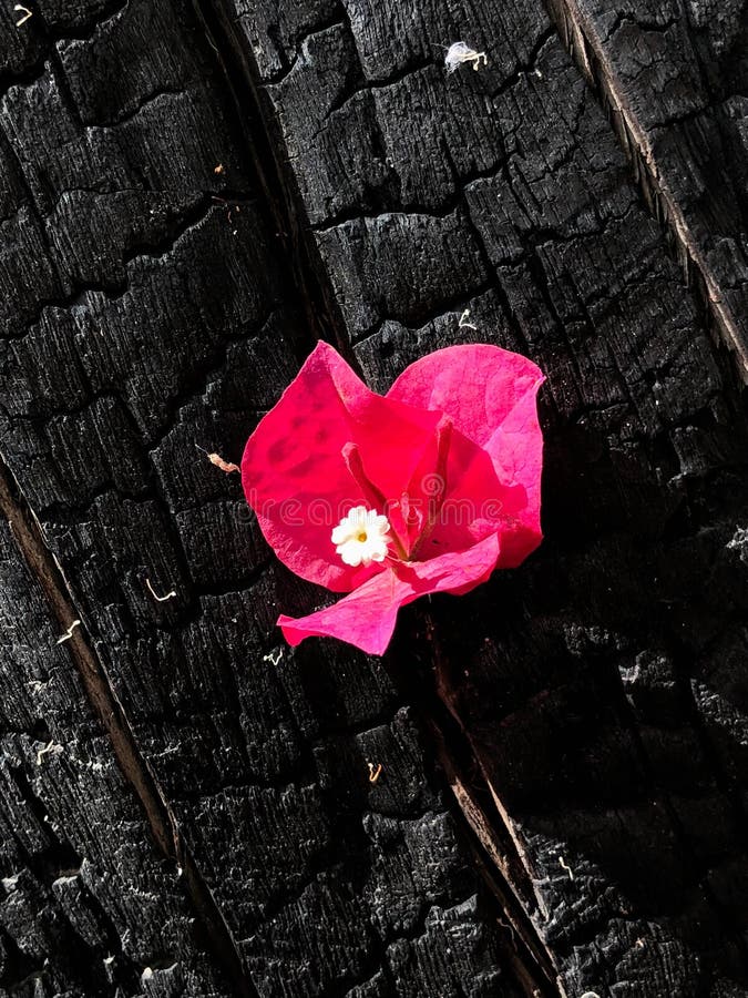 Burnt Flower Stock Photos - Download 1,729 Royalty Free Photos