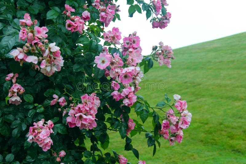 Pink Flower Bush Field stock image. Image of grass, bloom - 97986663