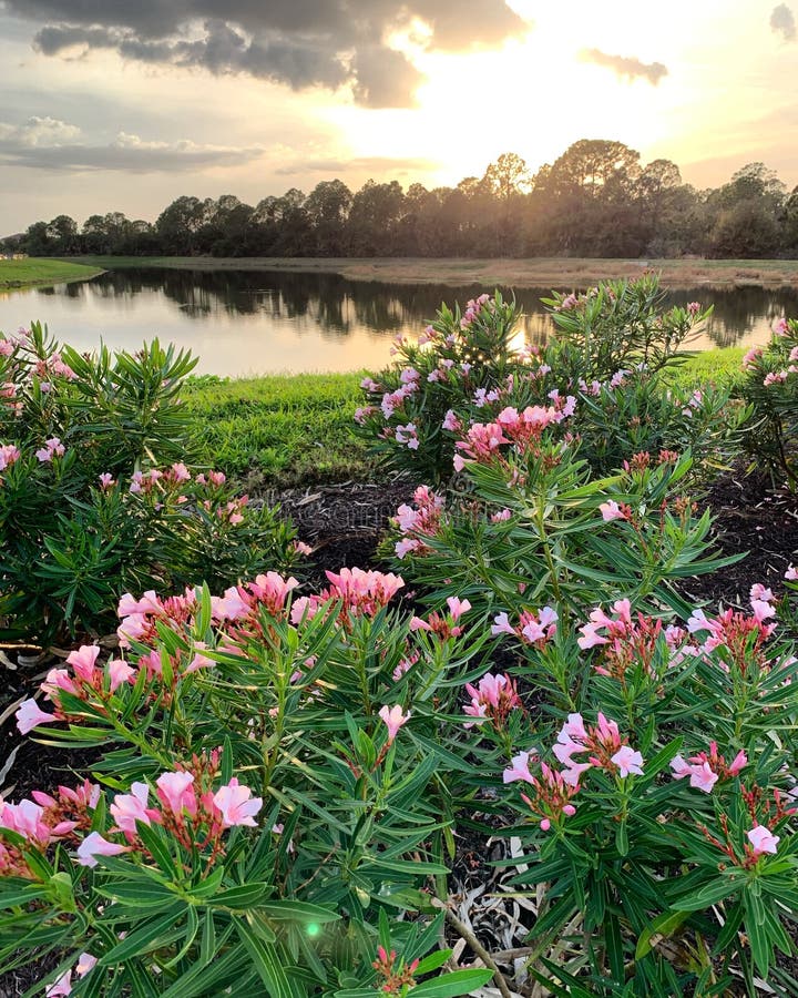 Pink Flower Bush with Sun Setting with a Pond View Stock Photo - Image ...